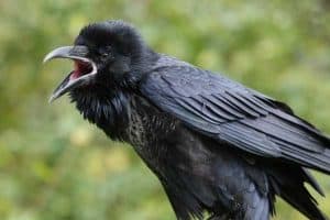 Learn How to Attract Crows to Your Yard: 14 Proven Tips - BirdsAcademy