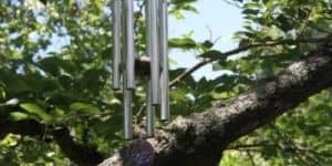 Learn How to Attract Crows to Your Yard: 14 Proven Tips - BirdsAcademy