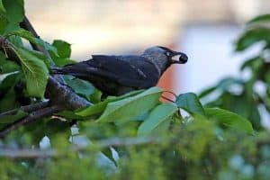 What Do Crows Eat? A Complete List Of A Crow's Diet - BirdsAcademy