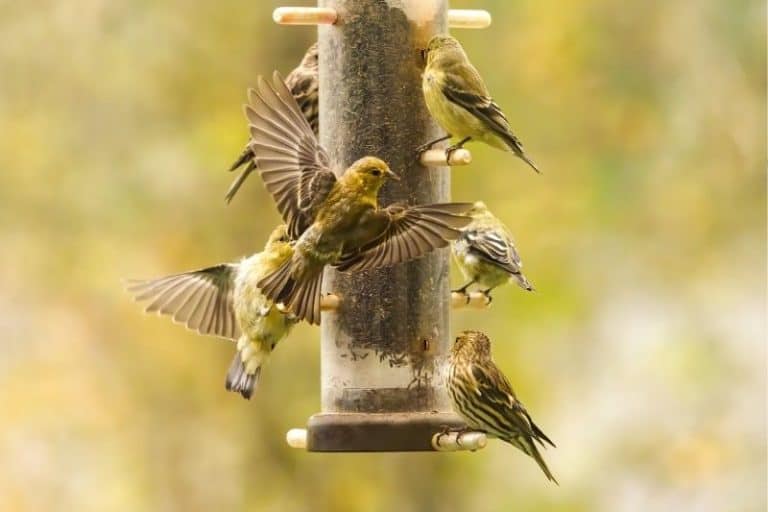 How To Attract Yellow Finches To Your Yard: 13 Easy Tips - BirdsAcademy