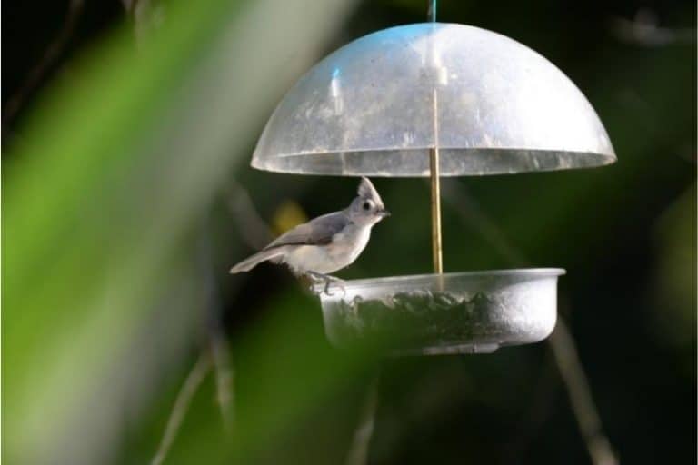 How To Keep Crows Away From Bird Feeders Clever Tips - BirdsAcademy