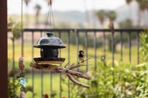 How To Keep Crows Away From Bird Feeders Clever Tips - BirdsAcademy