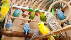 Best Birds For Beginners: 11 Best Pet Birds For Beginners - BirdsAcademy