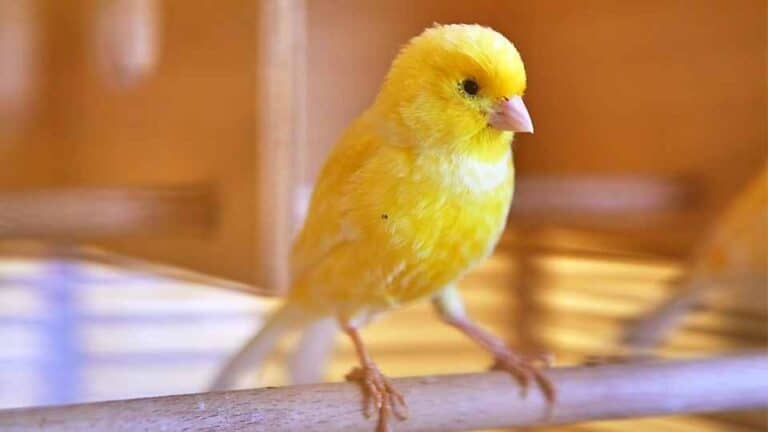 Best Birds For Beginners: 11 Best Pet Birds For Beginners - BirdsAcademy