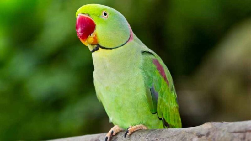 Best Pet Birds For Beginners That Talk: Honest Advice - BirdsAcademy